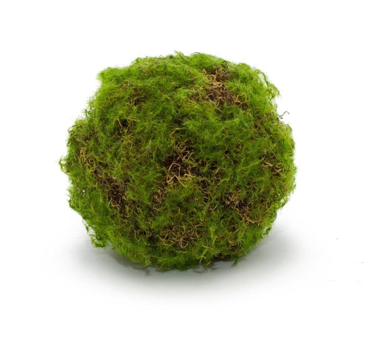 Set of 4 Moss Ball – Bombay Mercantile