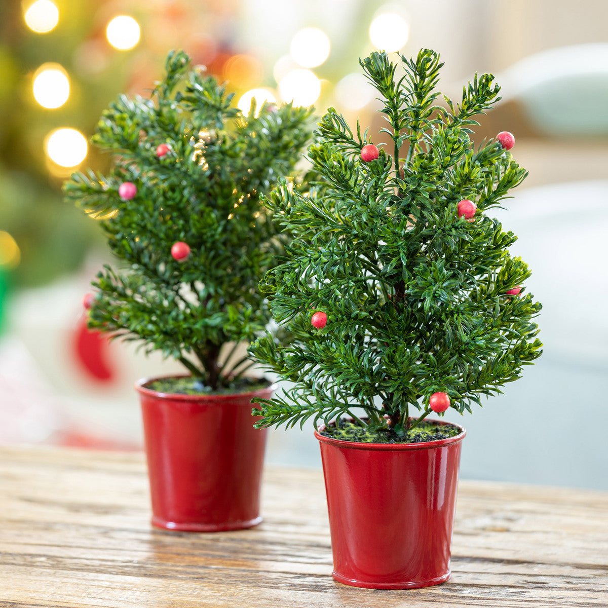 Mini Spruce Tree in Red Bucket – Bombay Mercantile